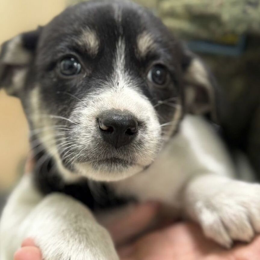 Щенок в добрые руки