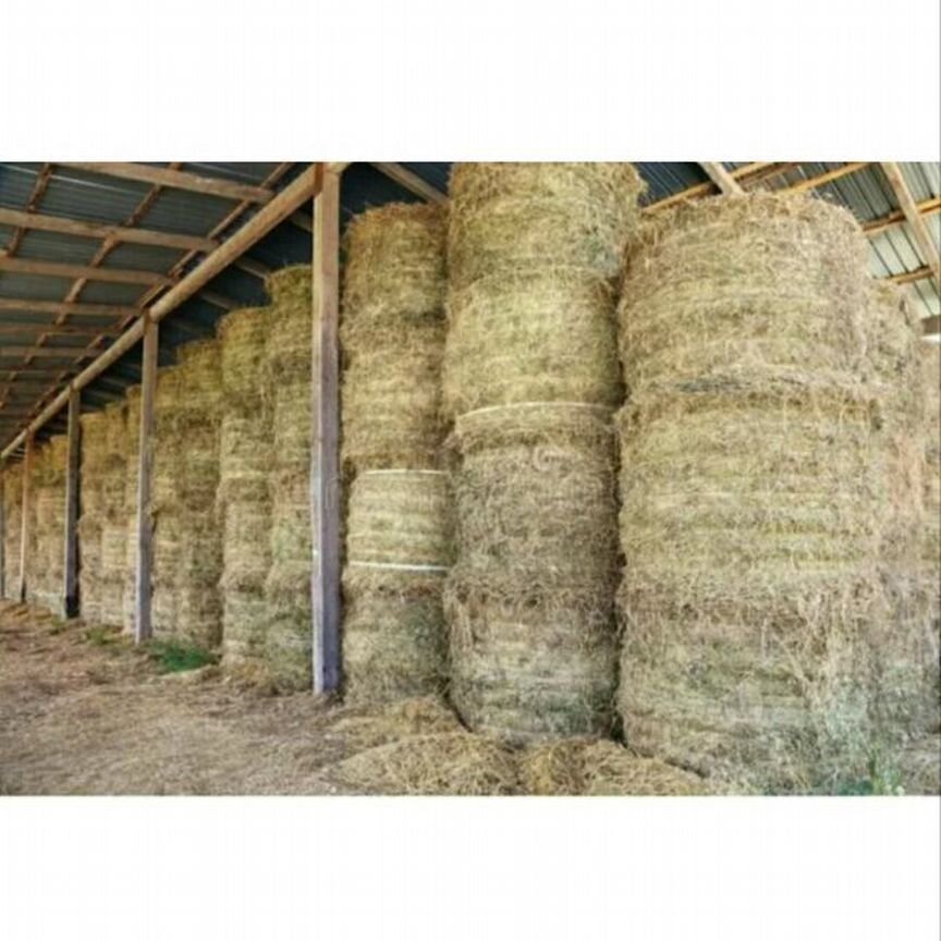 Продам сено в рулонах