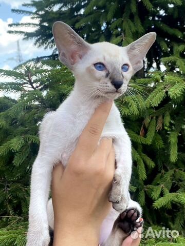 Ориентальная малышка