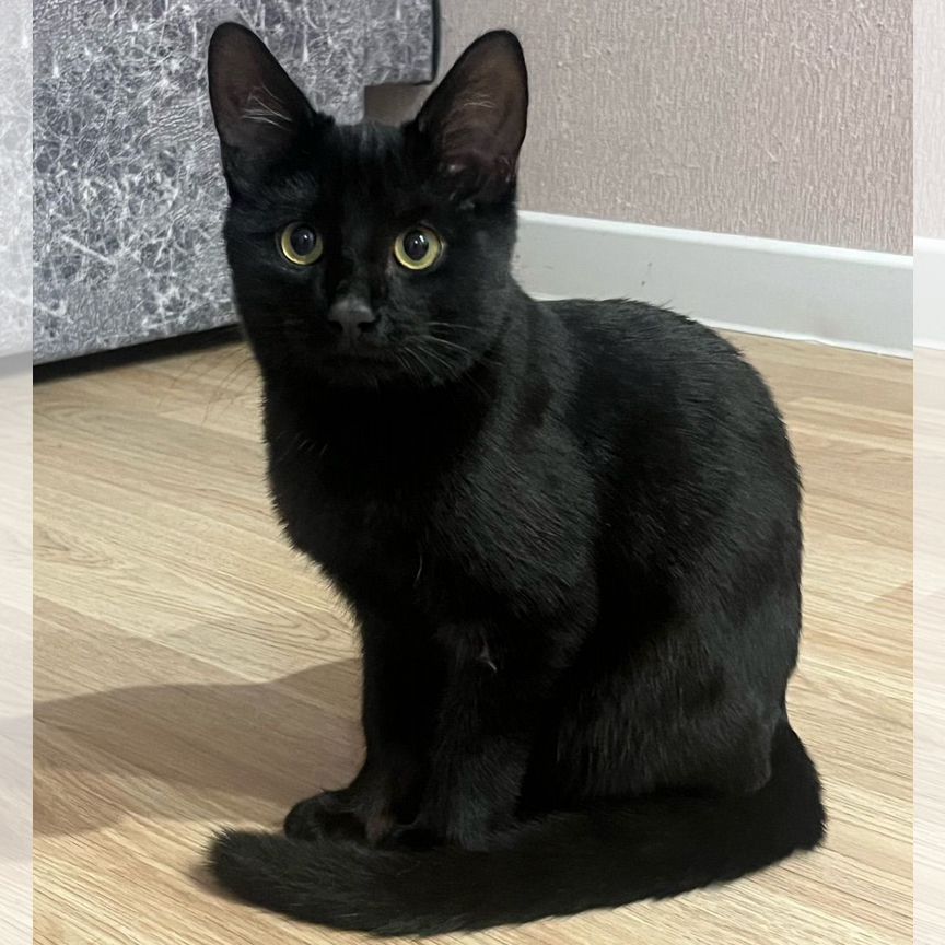 Отдам котёнка в добрые руки