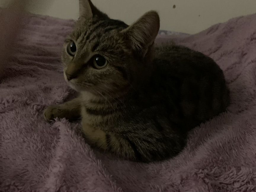 Ласковый котенок девочка в добрые руки