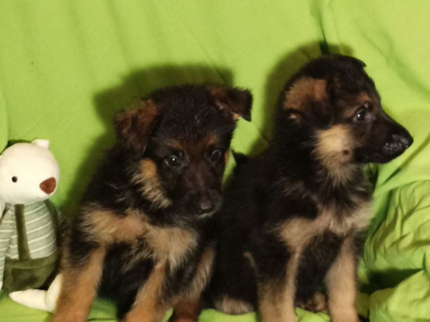 Щенки немецкой овчарки