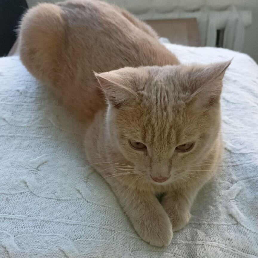 Котенок 5 месяцев мальчик