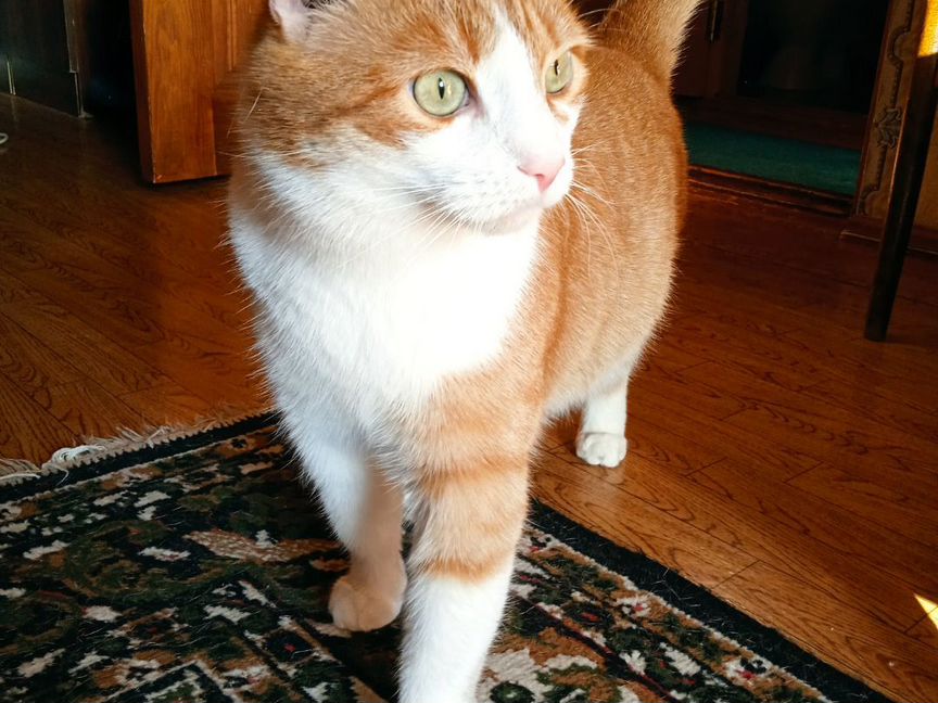 Котик в добрые руки