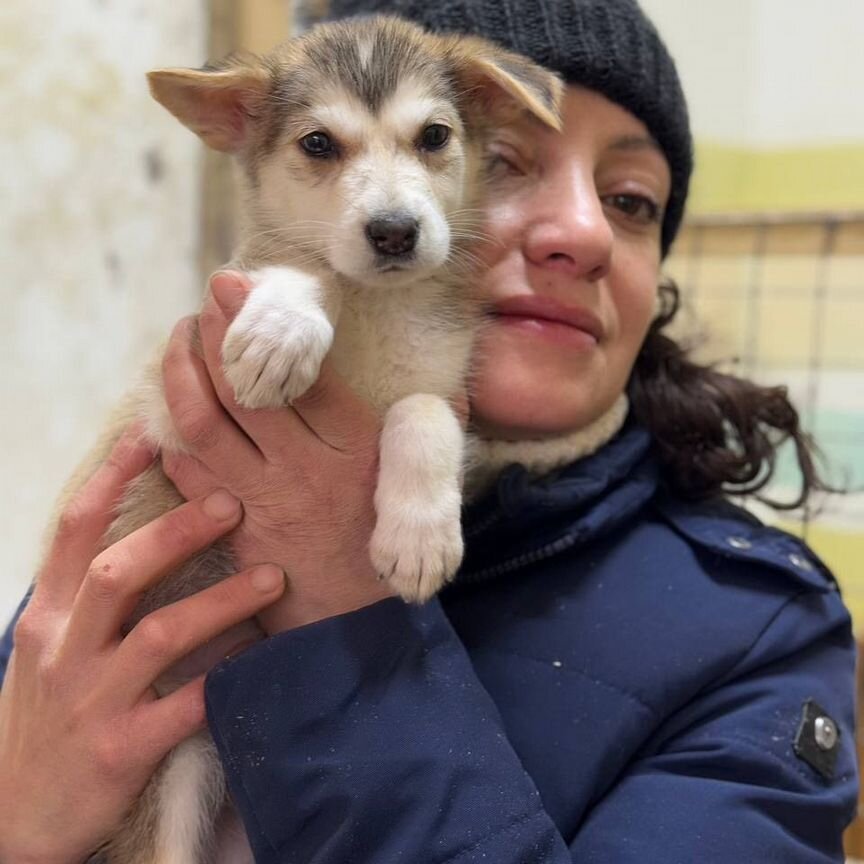 Щенок девочка ищет дом