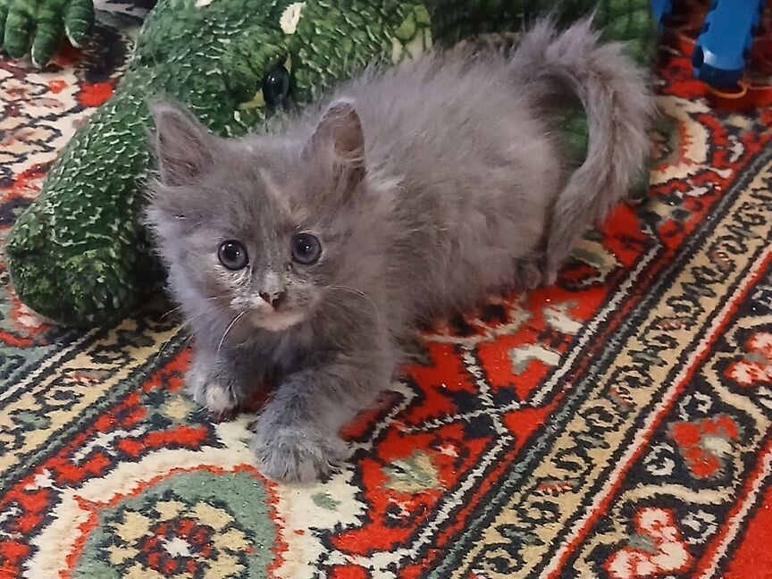 Котёнок в добрые руки