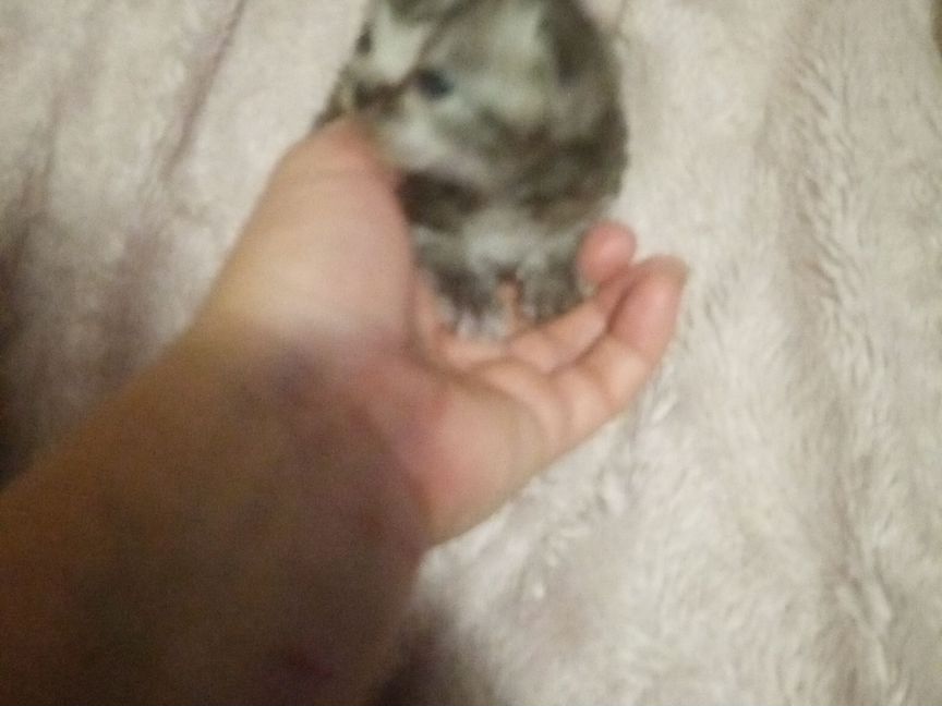 Котенок