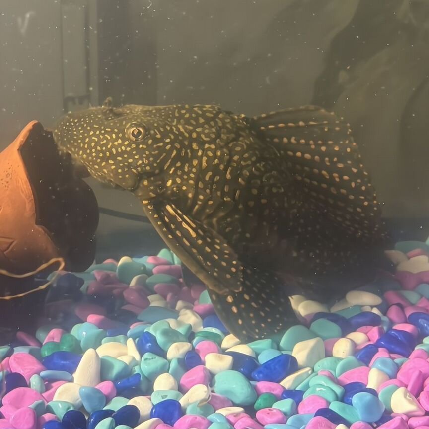 Сом птеригоплихт