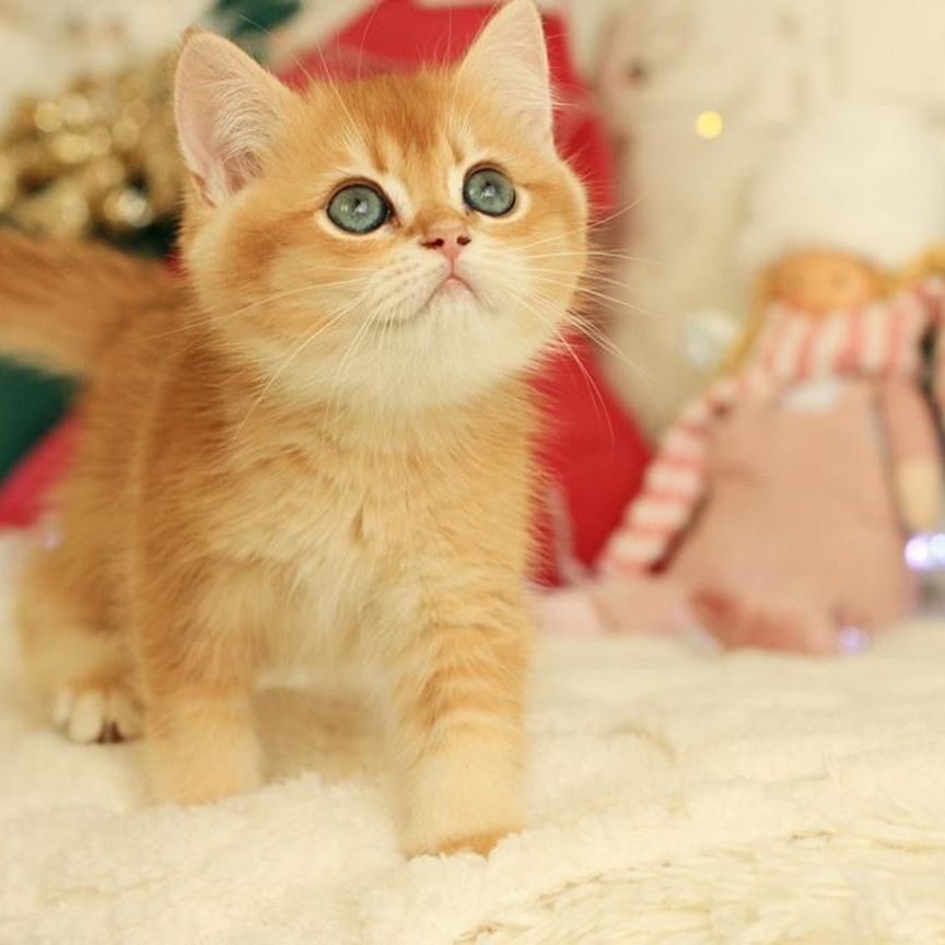 Котята золотая шиншилла