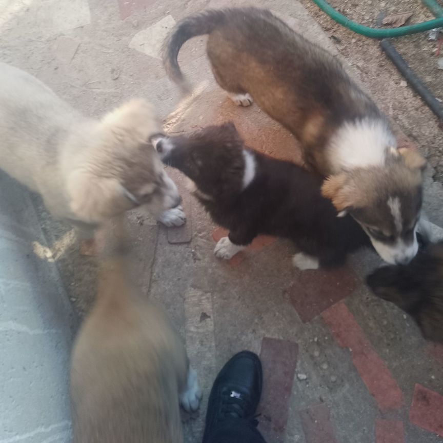 Отдам щенков смешанных пород