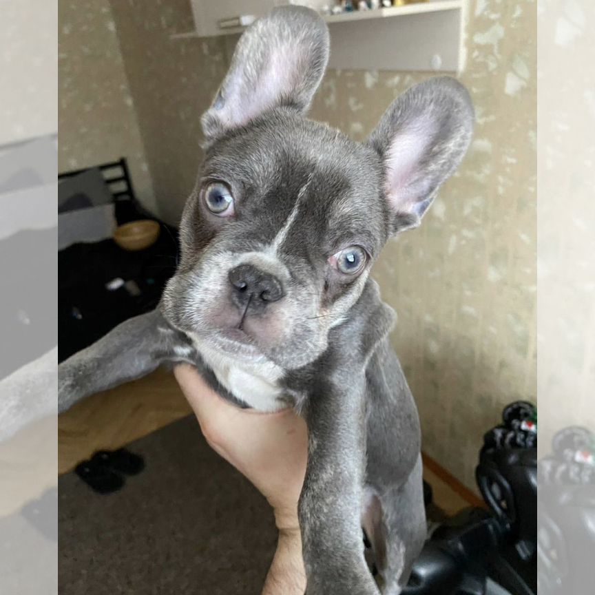 Французский бульдог, щенок