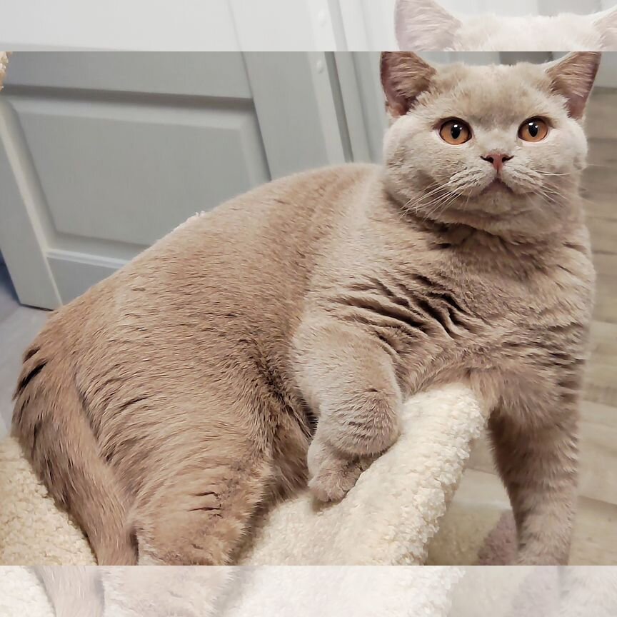 Котик Цвет морского песочка.нежность для тебя