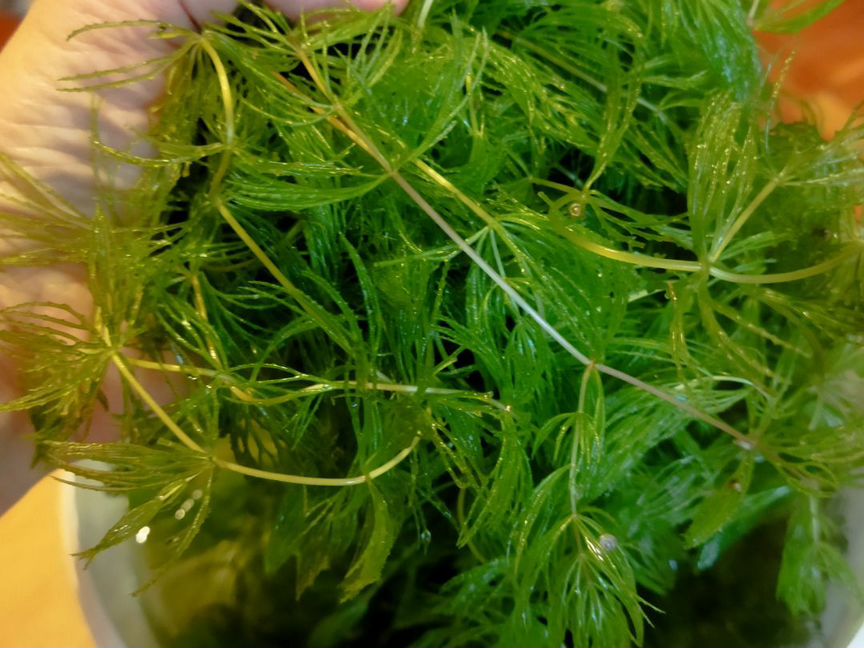 Роголистник в аквариум