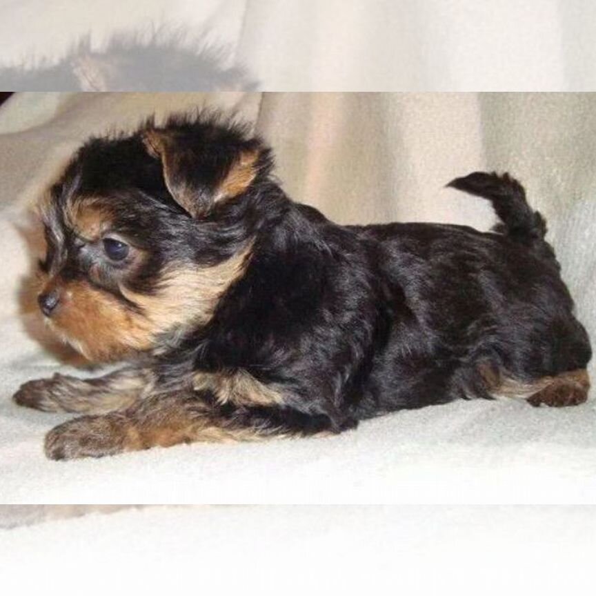 Йоркширский терьер