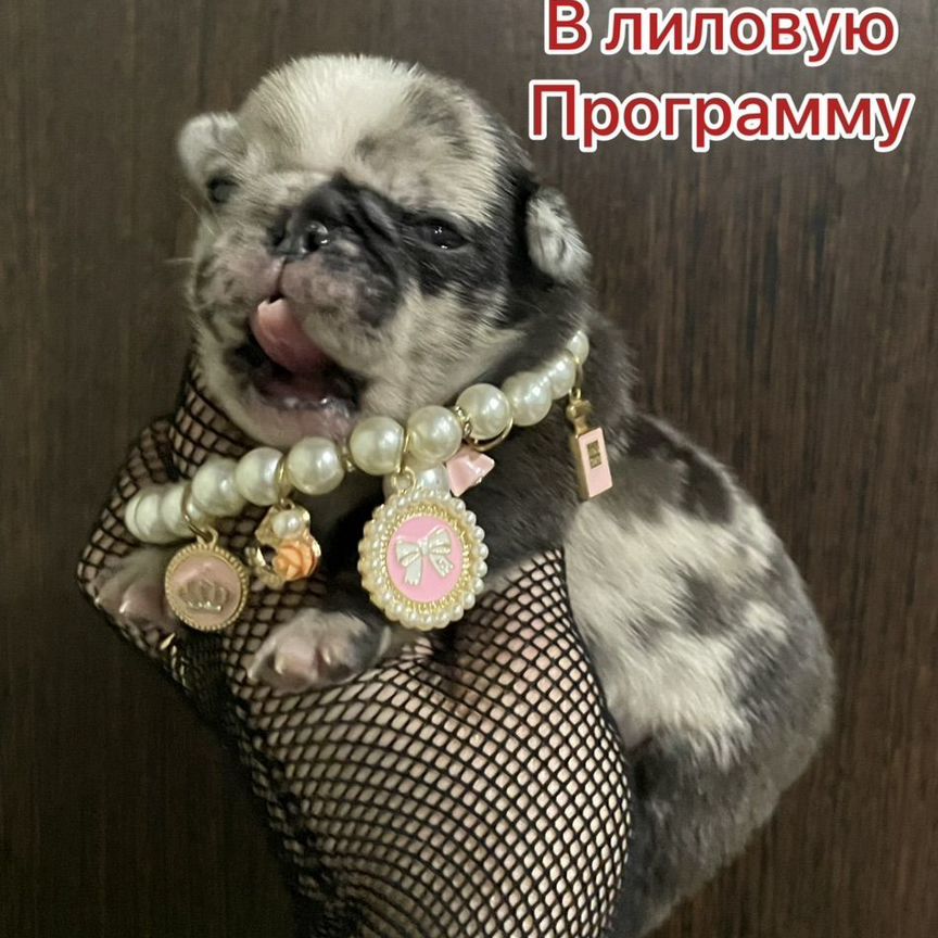 Мопс, щенок