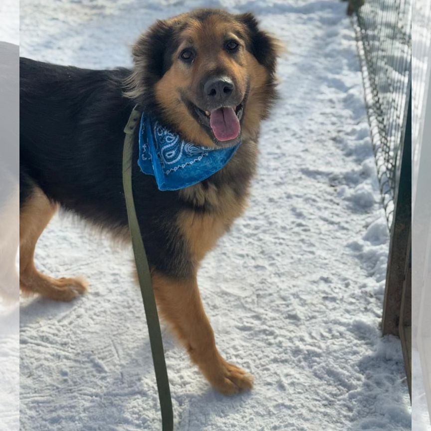 Собака в добрые руки