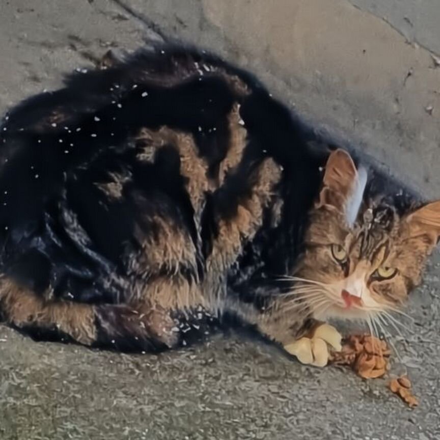 Взрослая, Девочка кошка в добрые руки