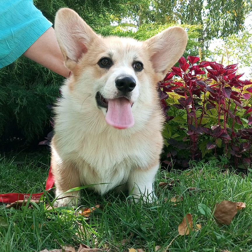 Щенок вельш-корги пемброк