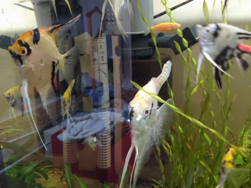 Скалярии кои