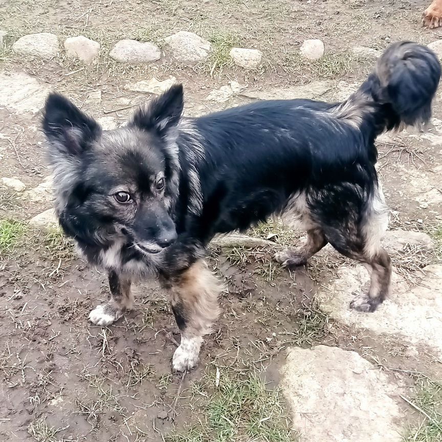 Маленькая собачка для души