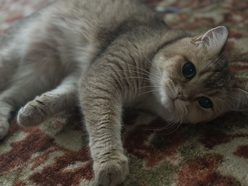 Золотая шиншилла