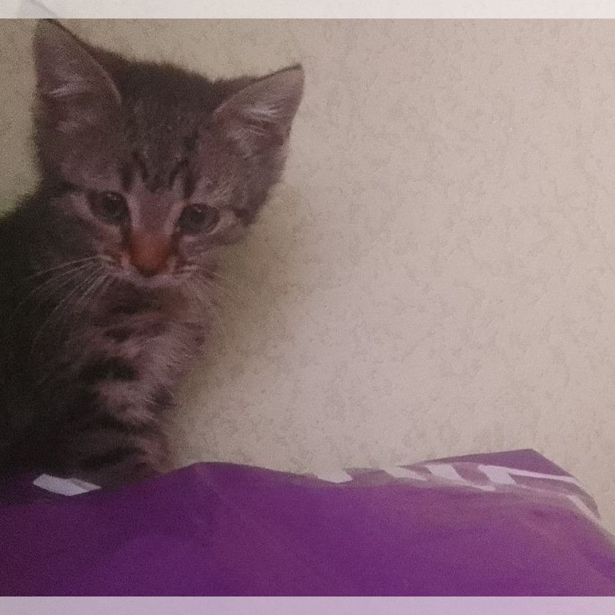 Котёнок в добрые руки