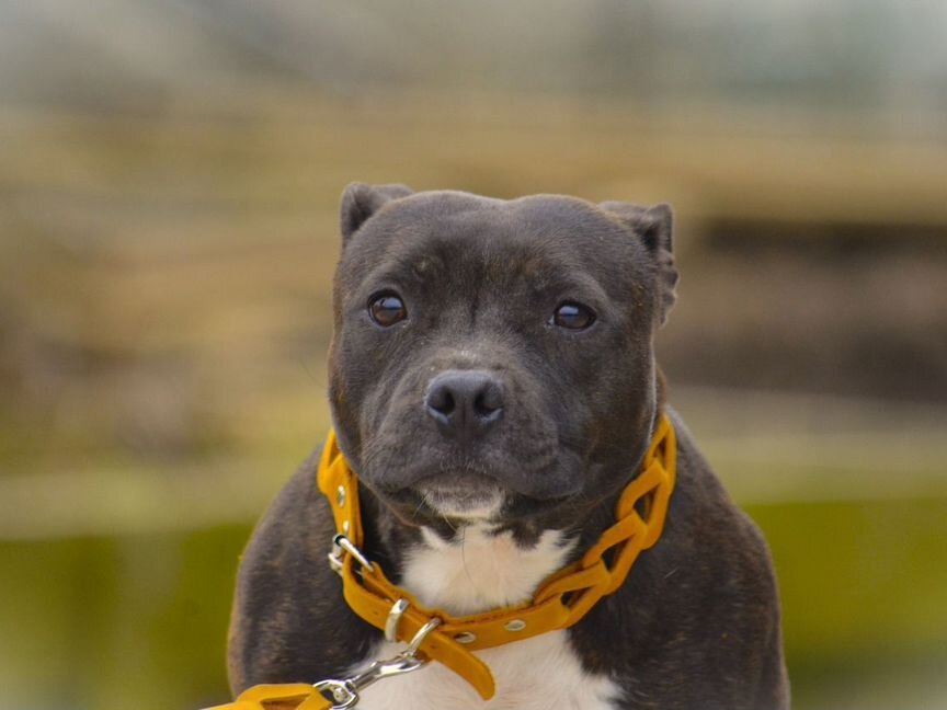 Стаффордширский бультерьер подрощенная девочка