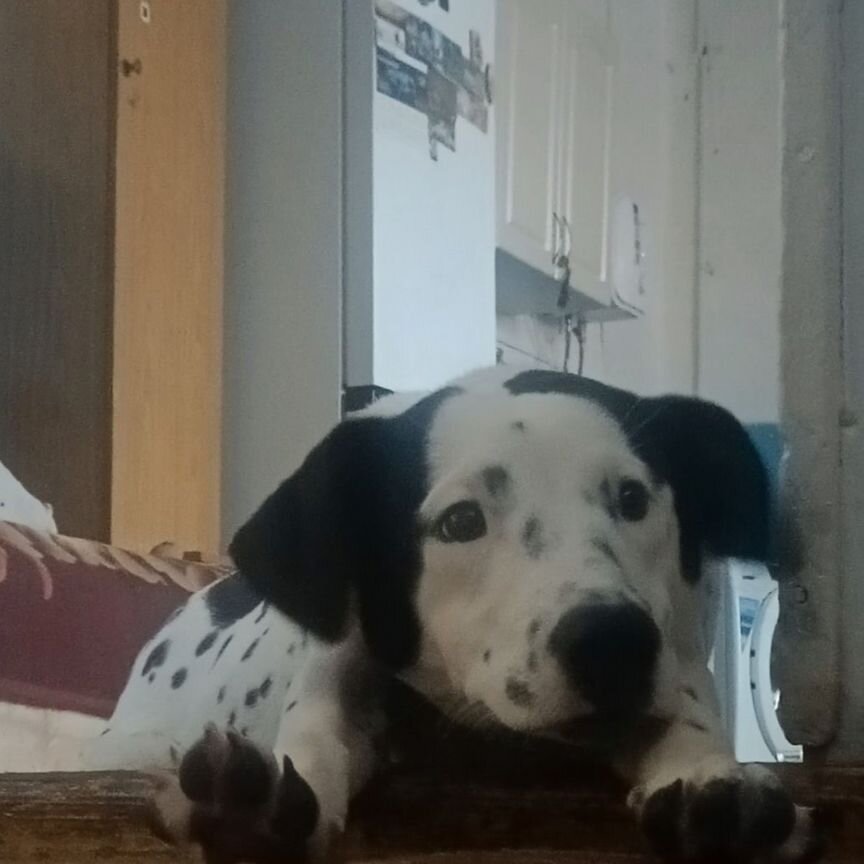 Далматин, щенок