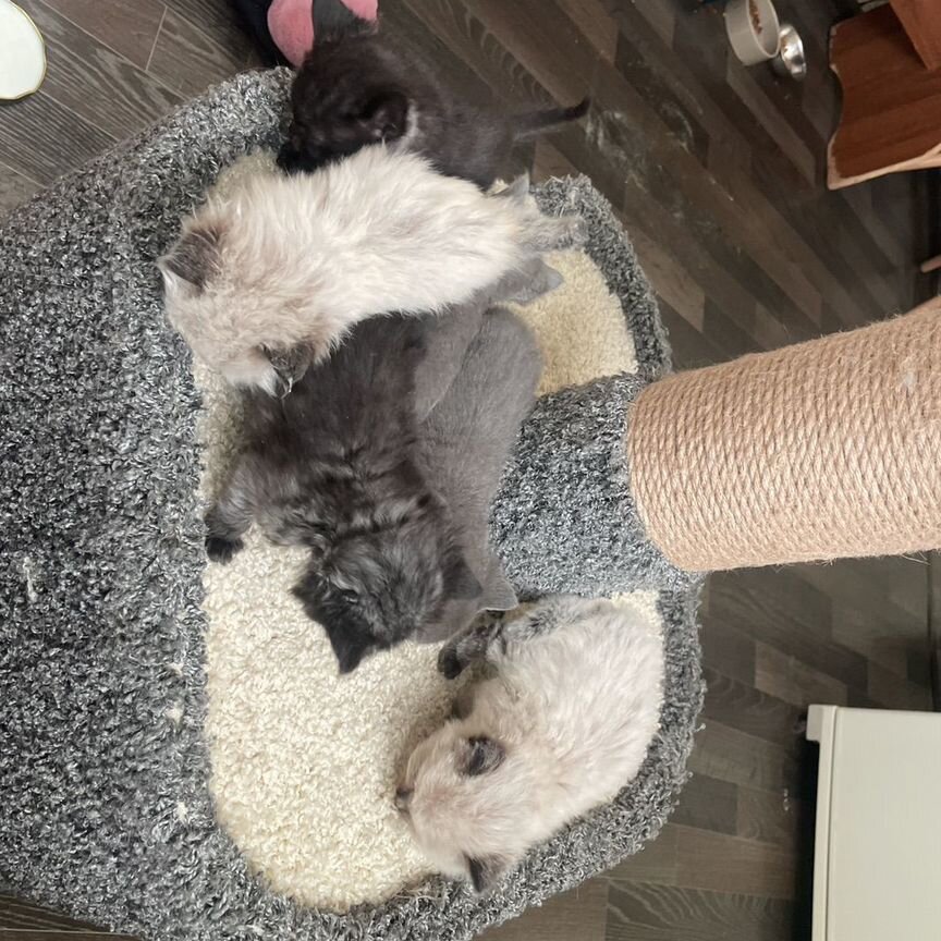 Сиамский котёнок