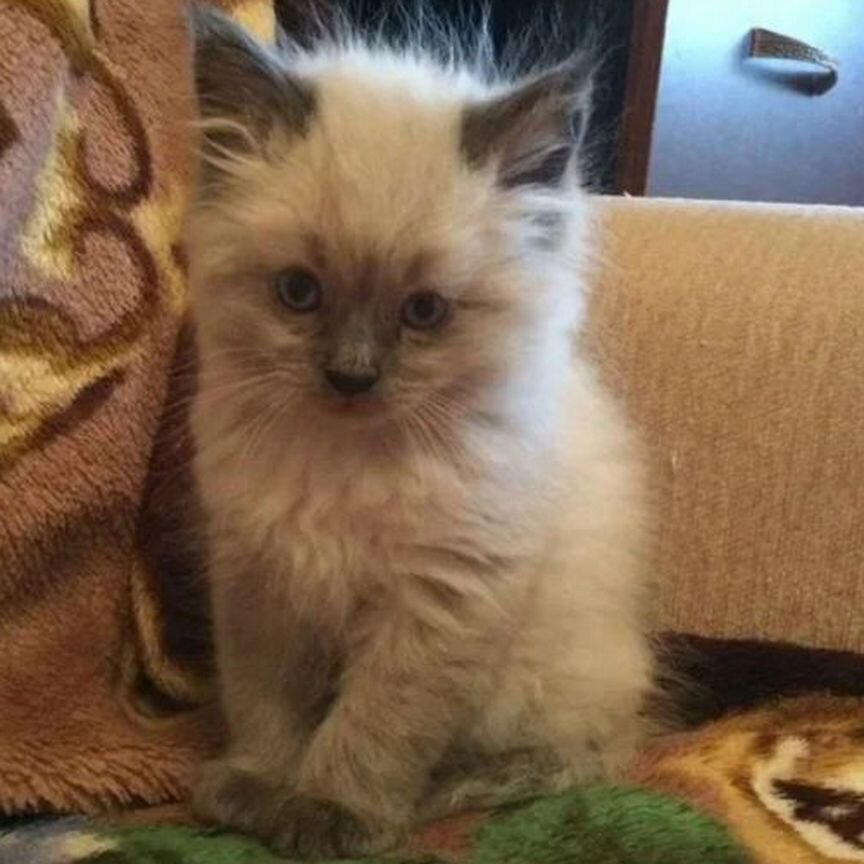 Невский маскарадный котёнок