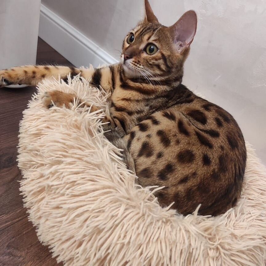 Бенгальская кошечка 1,3 мес