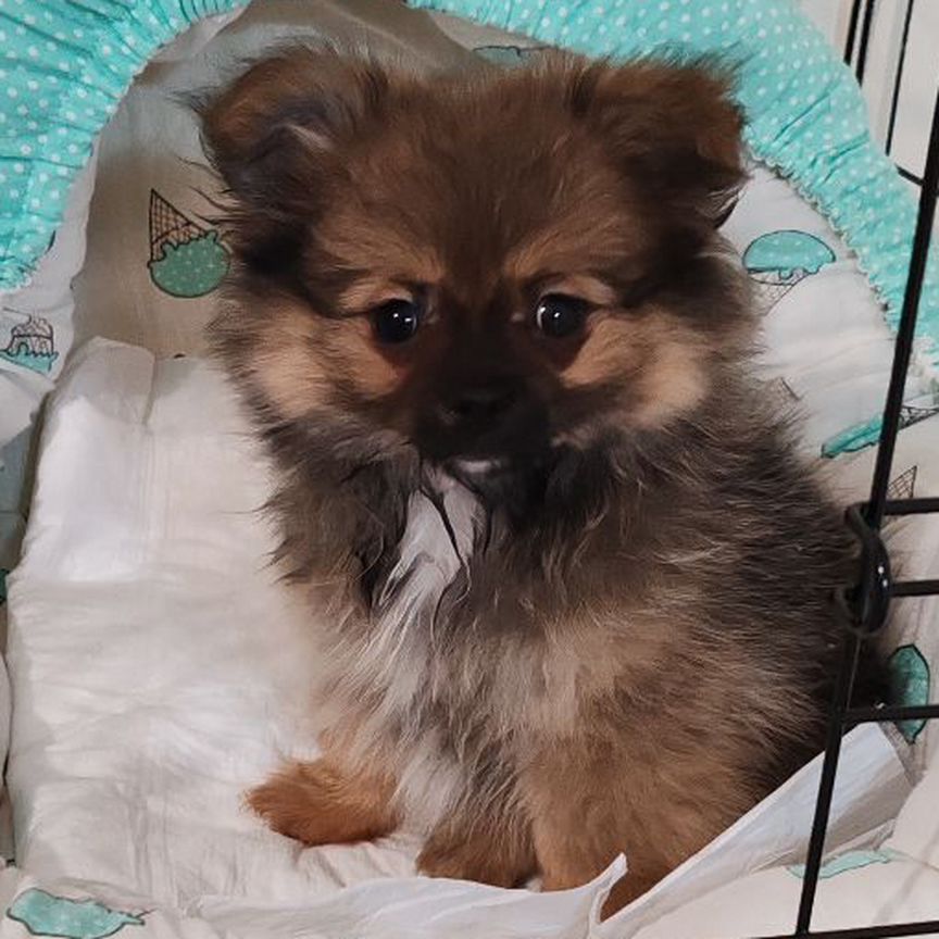 Померанский шпиц, щенок