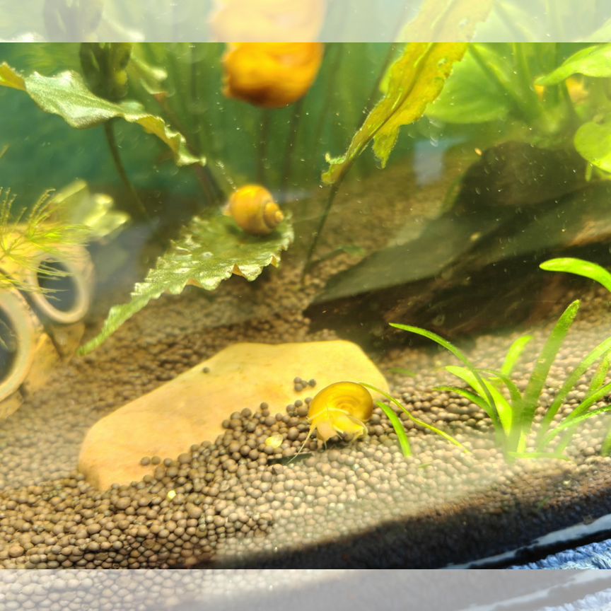 Улитки аквариумные