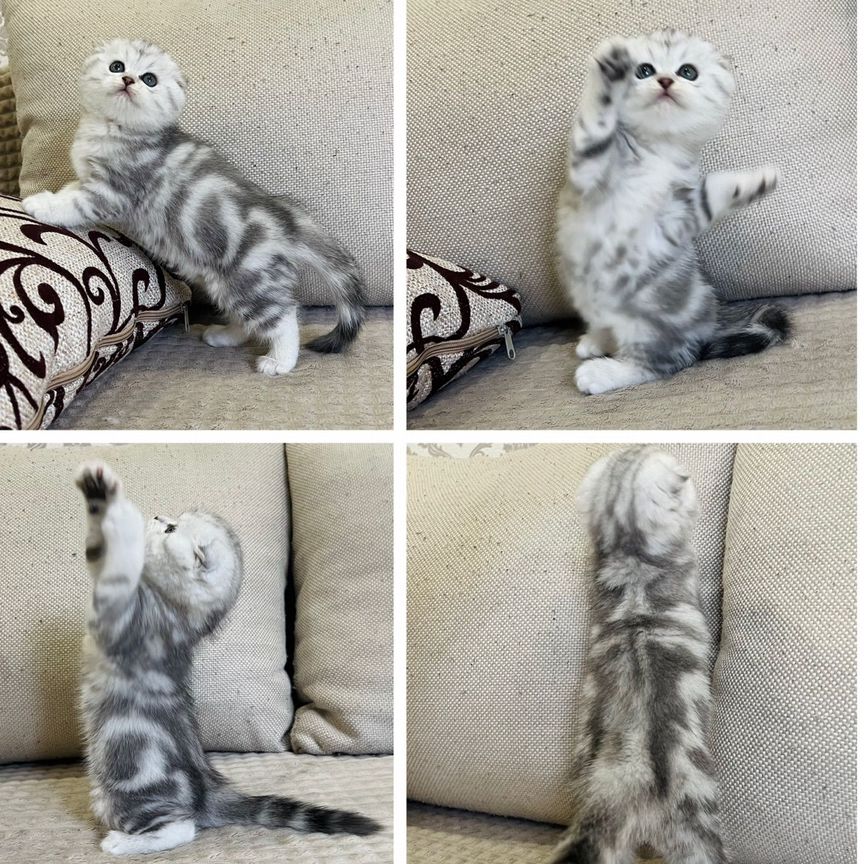 Шотландский вислоухий короткошёрстный котёнок