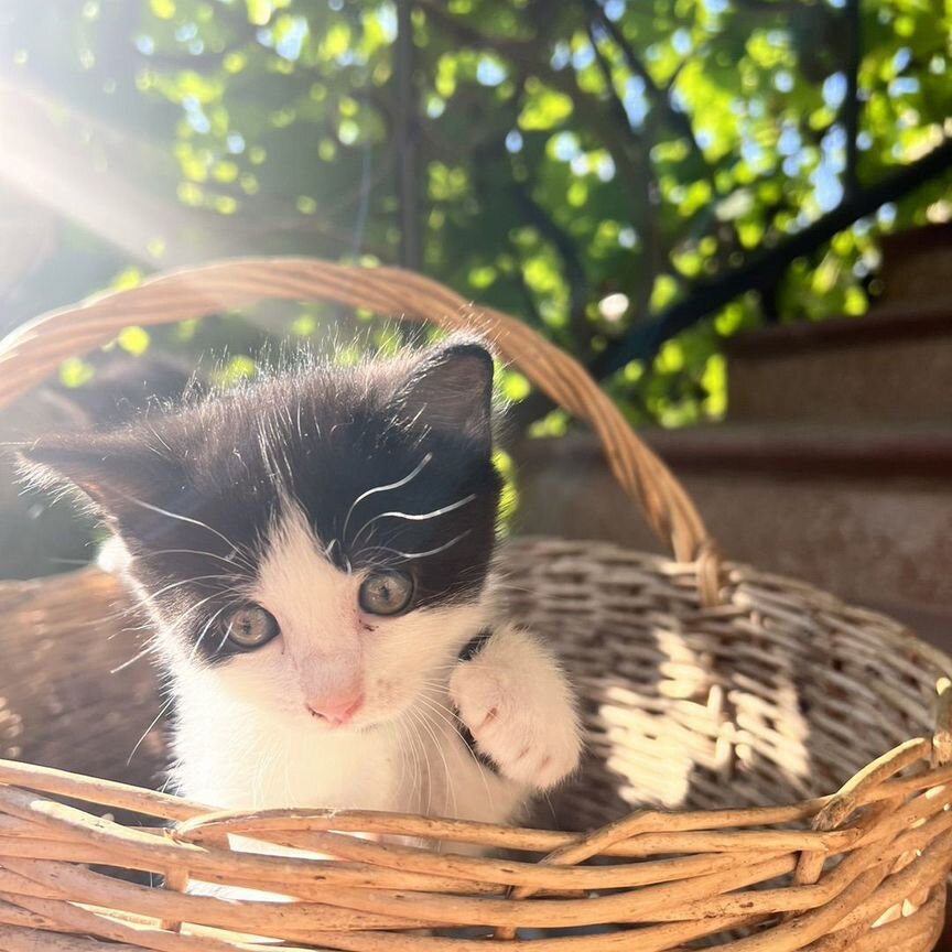 Котенок (девочка)