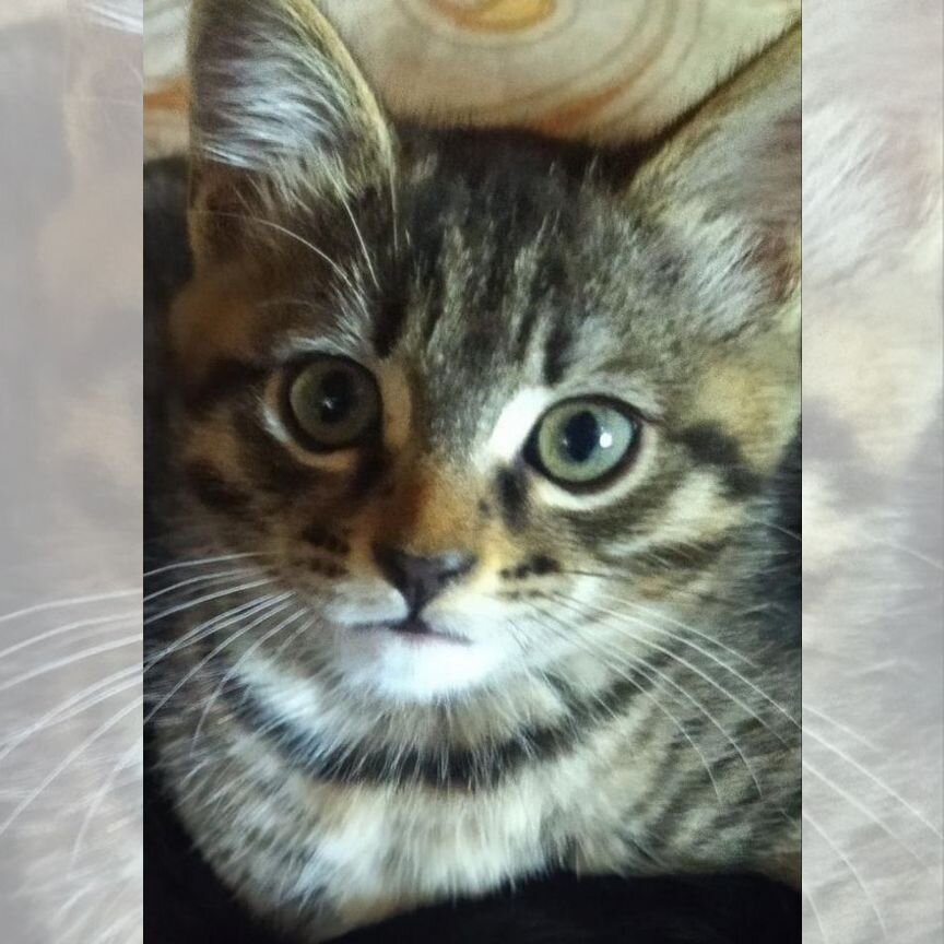 Сибирский котёнок