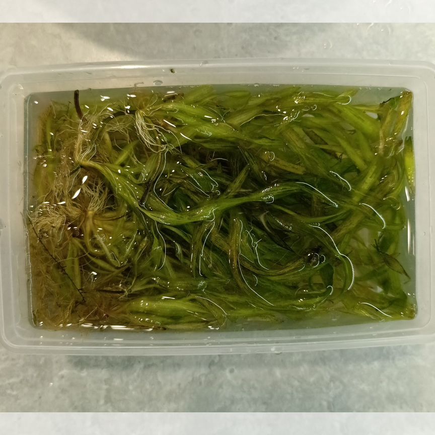 Валиснерия спиральная, роголистник и лимонник