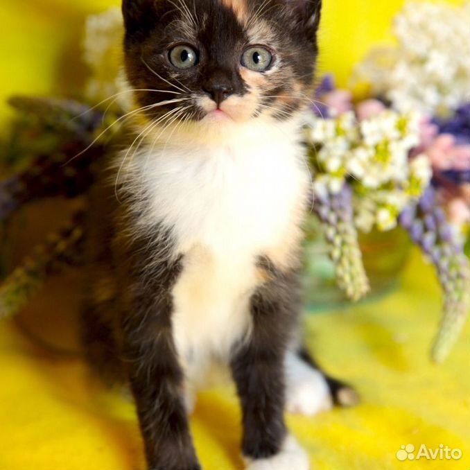 Трехцветный котенок, 2 месяца