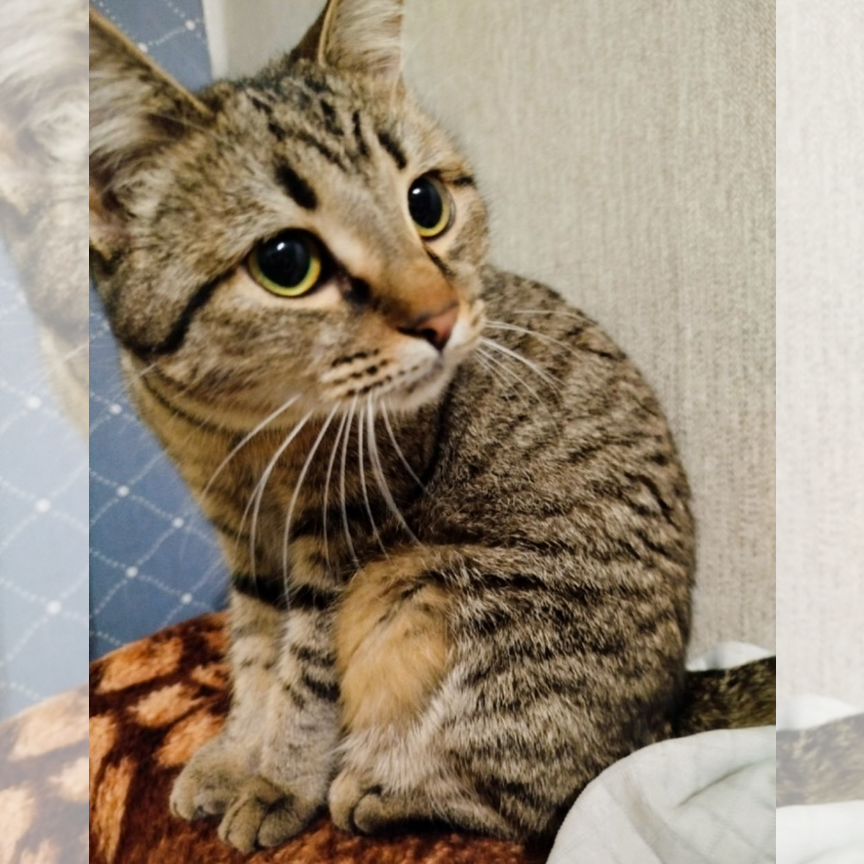 Взрослая кошка в добрые руки