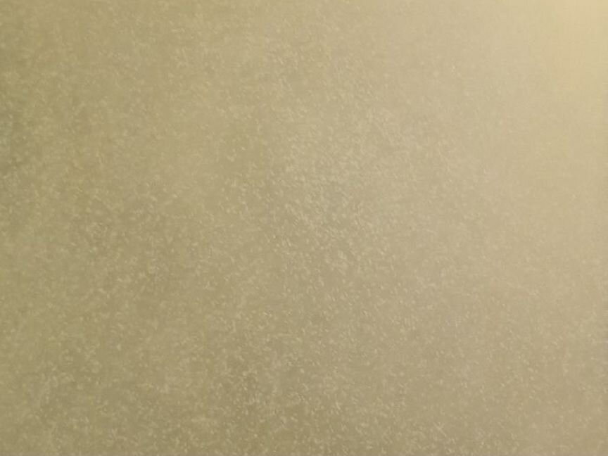 Инфузория туфелька на молоке