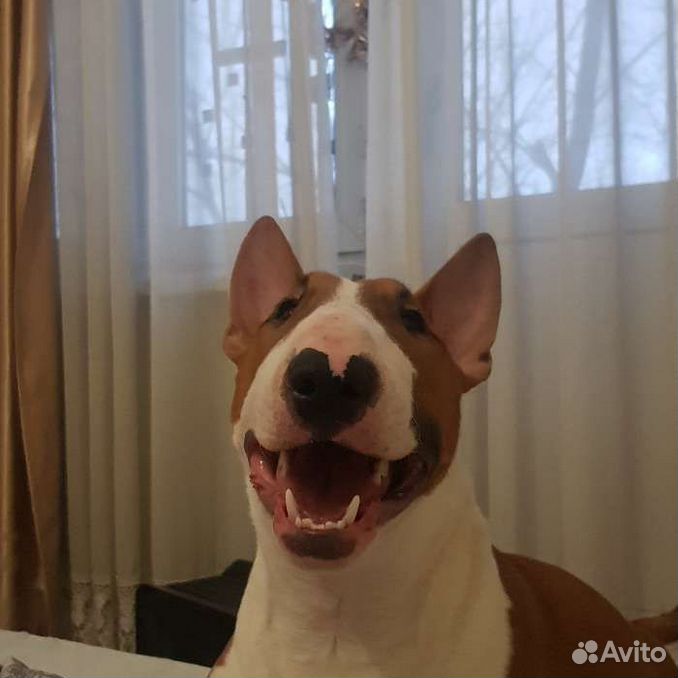 Бультерьер вязка