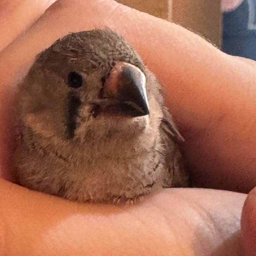 Зебровые амадины