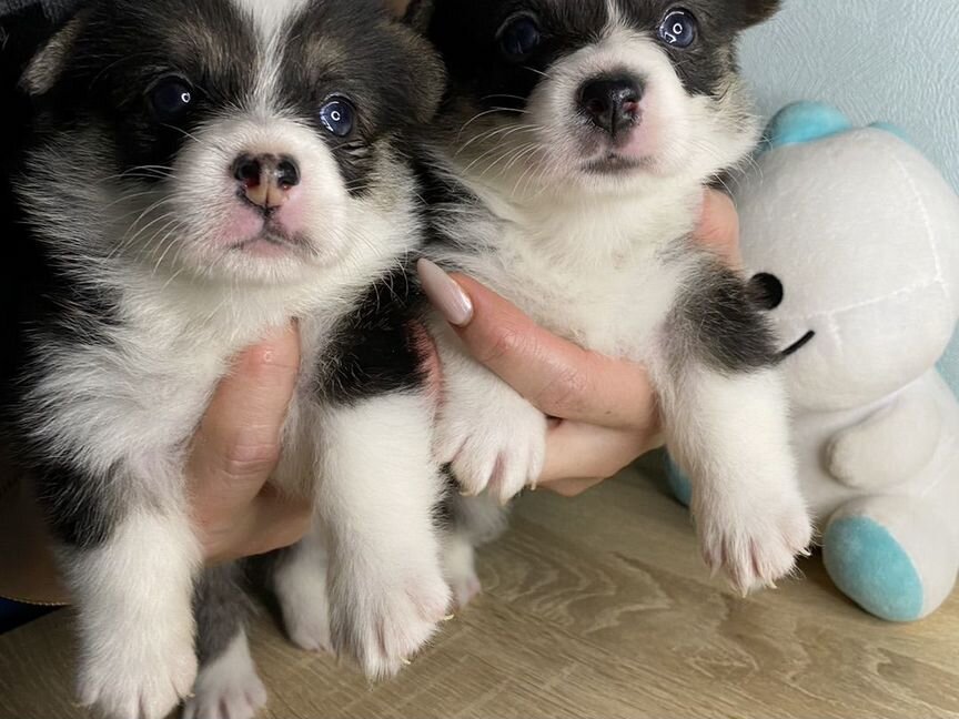 Щенки вельш-корги пемброк