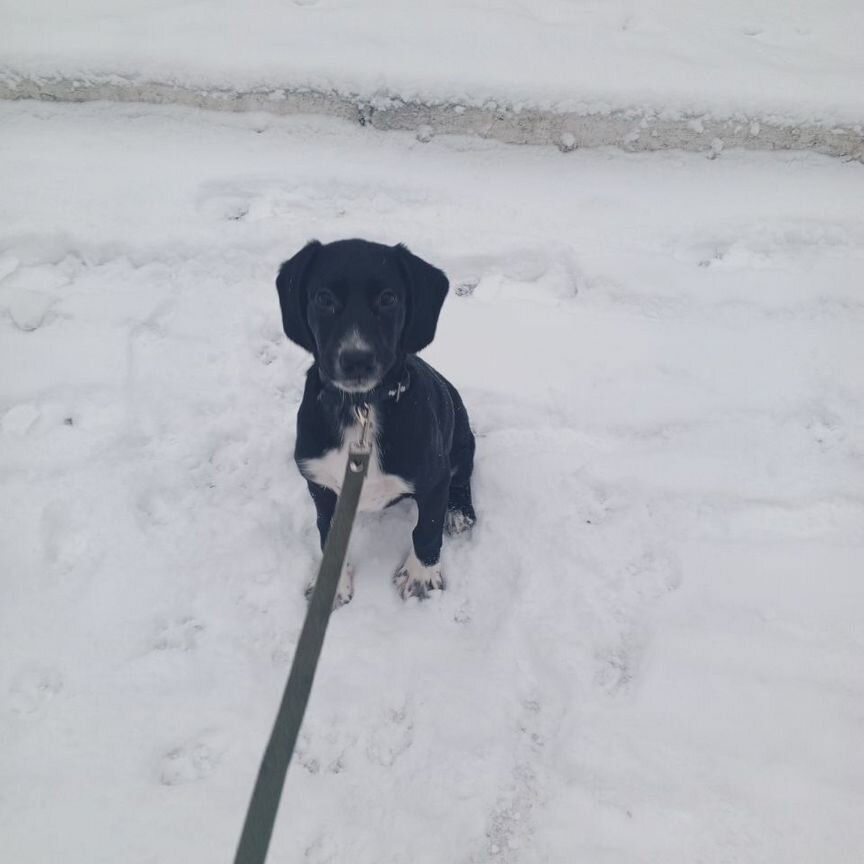 Щенок в добрые руки