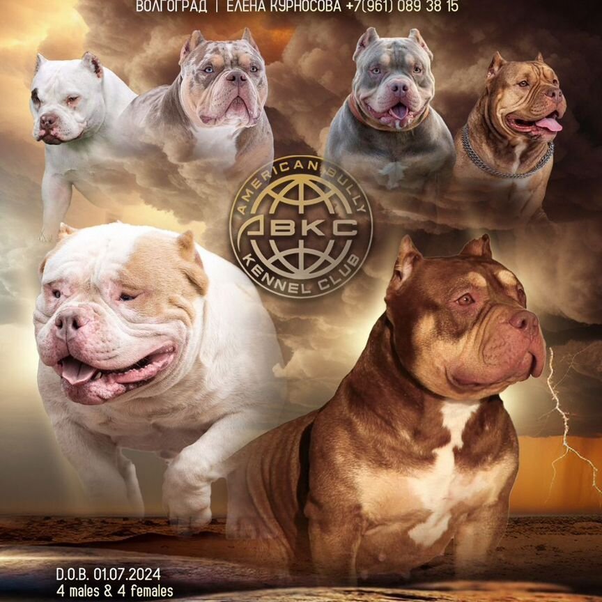 Американский булли покет щенки