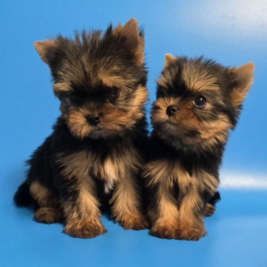 Йоркширский терьер, щенок