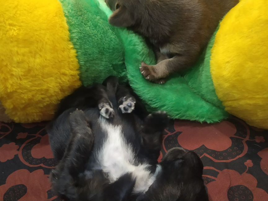 Отдам щенков