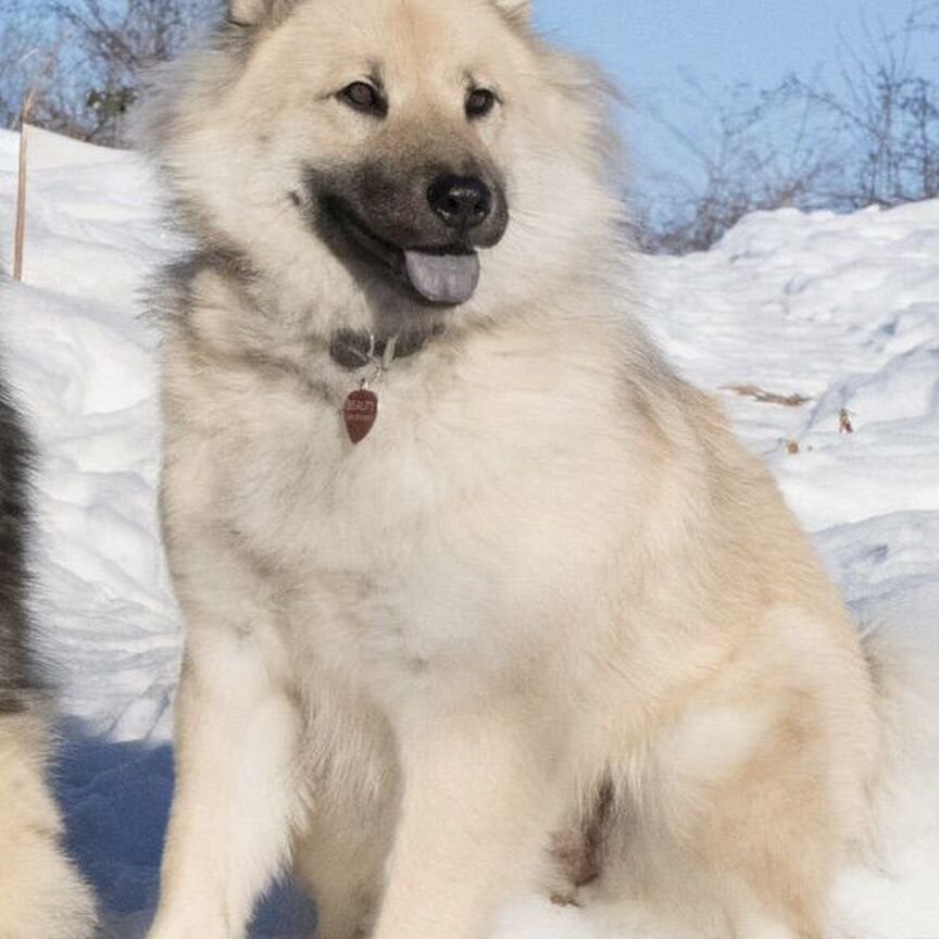 Собака ищет дом (метис евразиер)