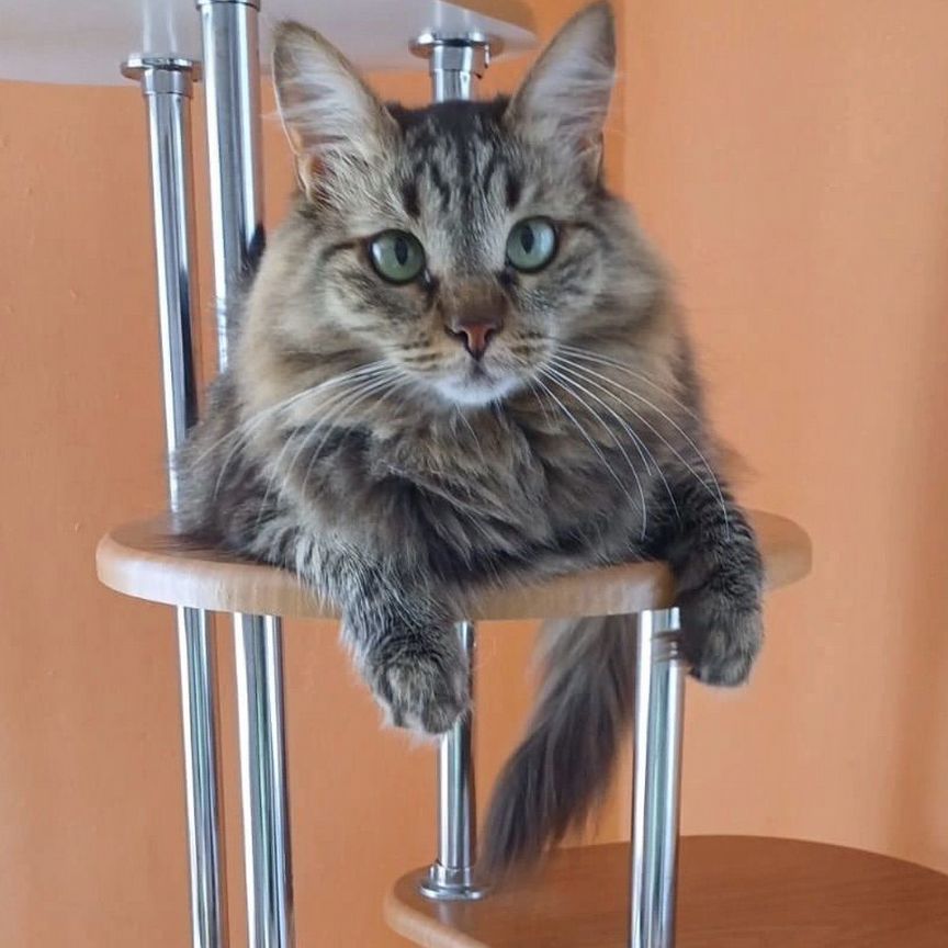 Кошечка в добрые руки