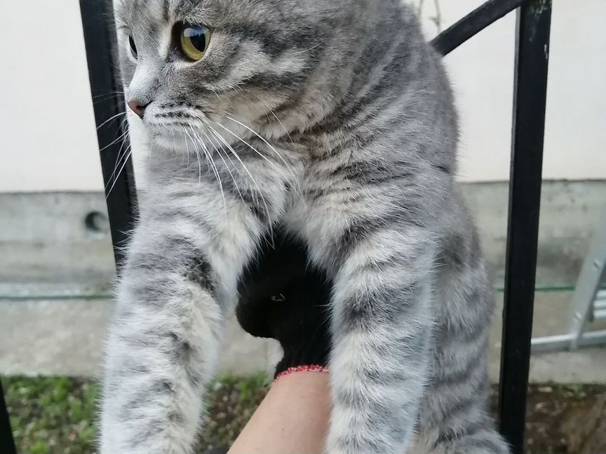 Котенок девочка в добрые руки